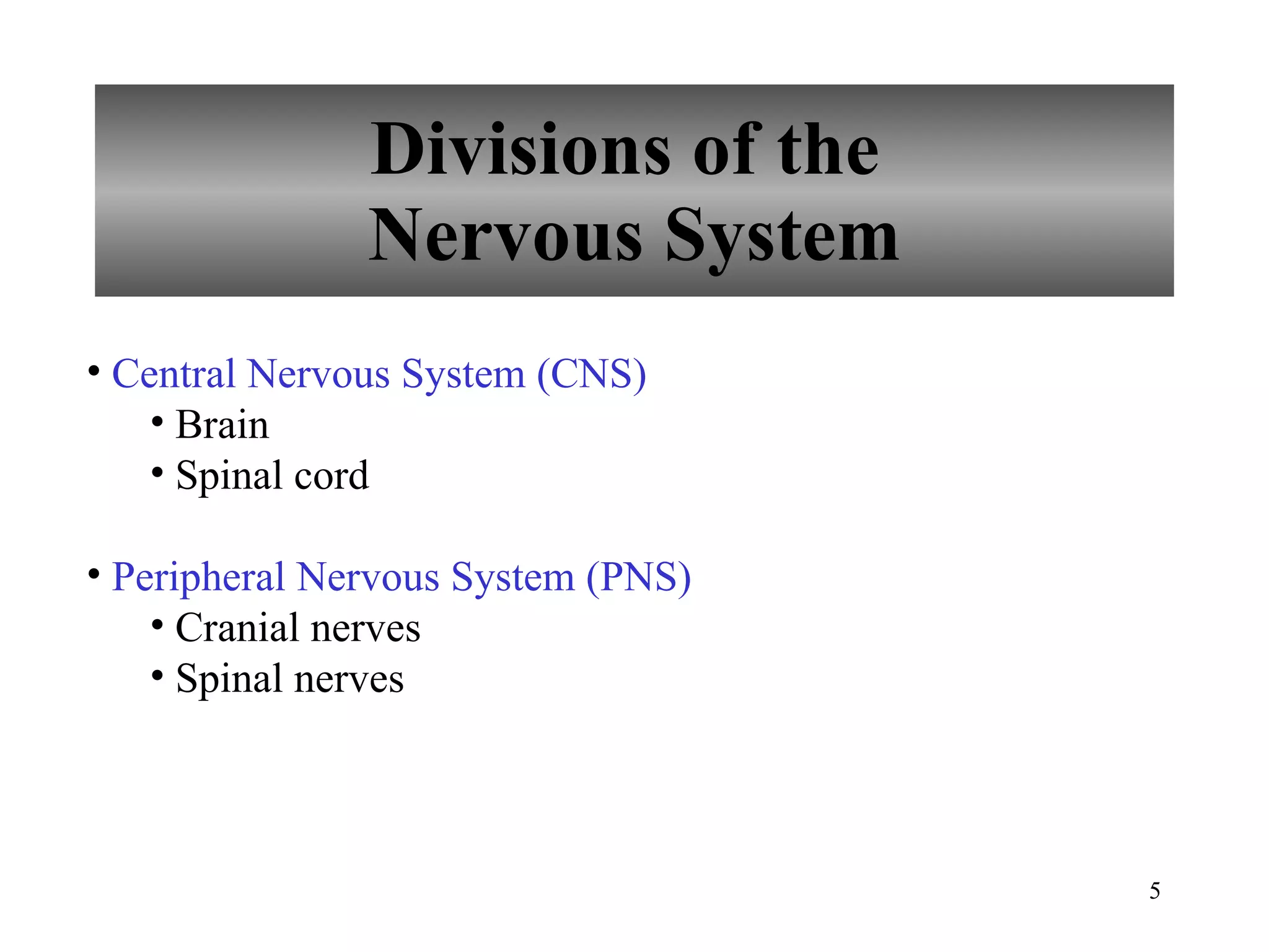 Chapter 10 Nervous System I - Basic Structure and Function | PPT