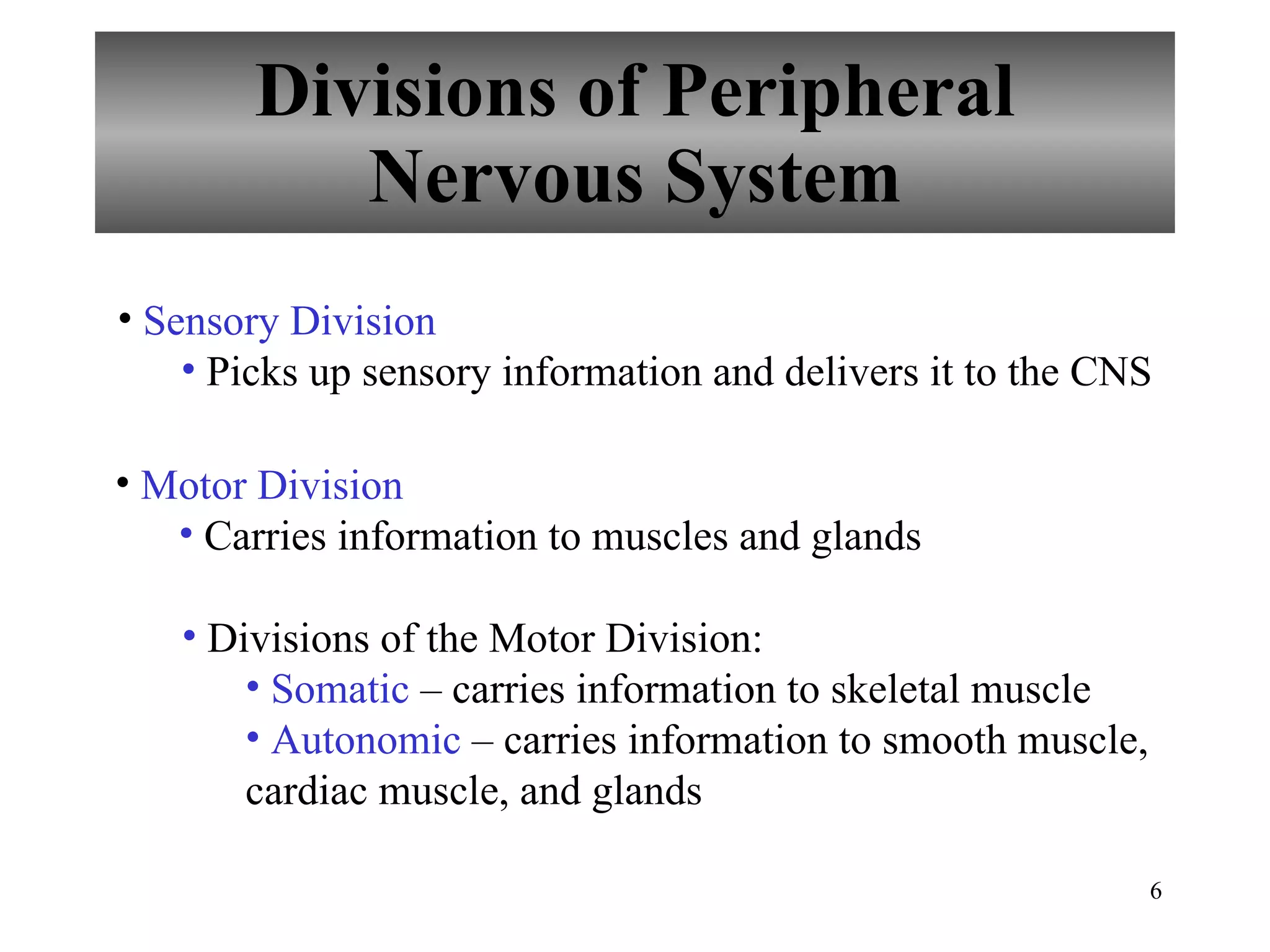 Chapter 10 Nervous System I - Basic Structure and Function | PPT
