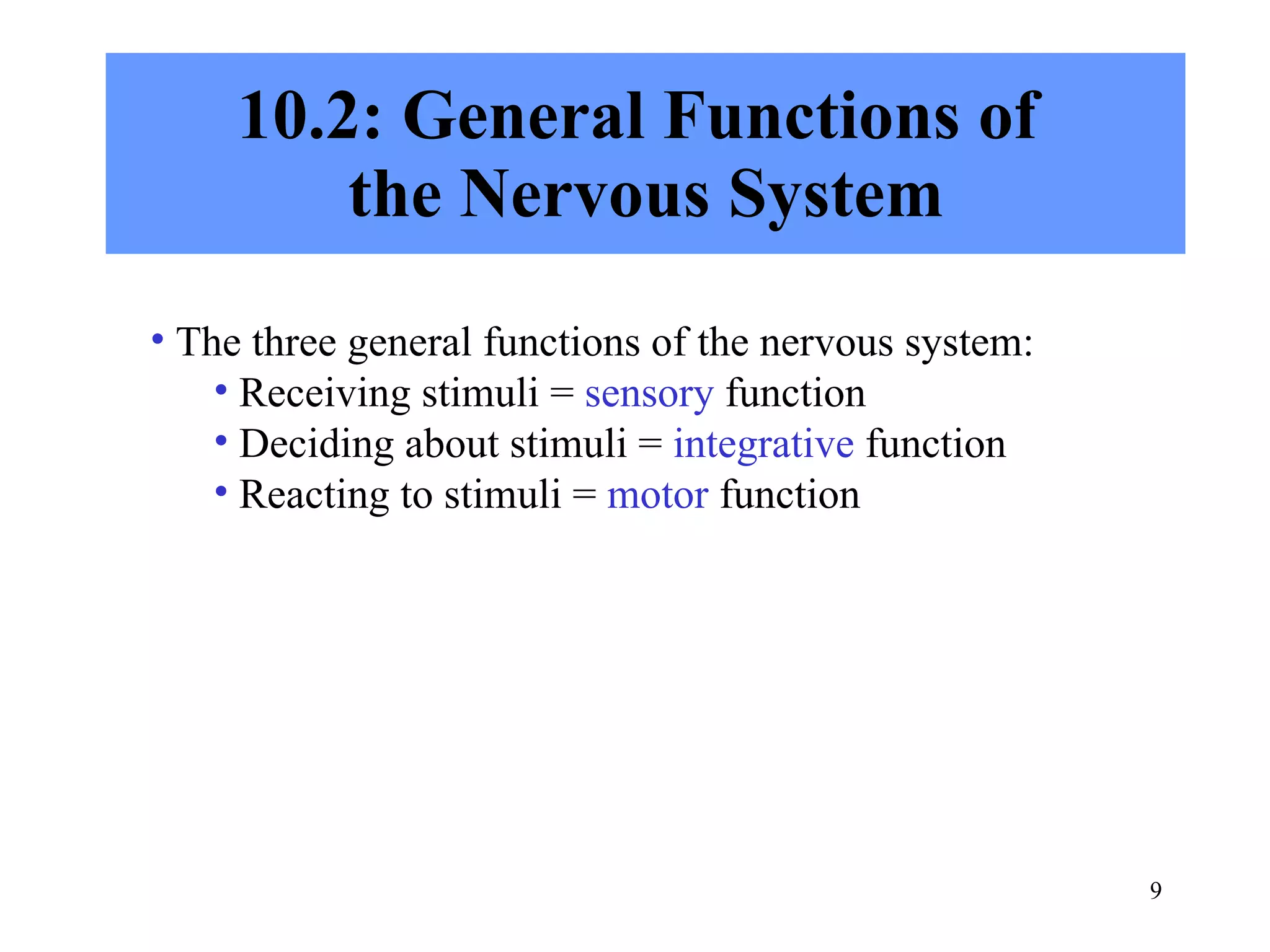 Chapter 10 Nervous System I - Basic Structure and Function | PPT