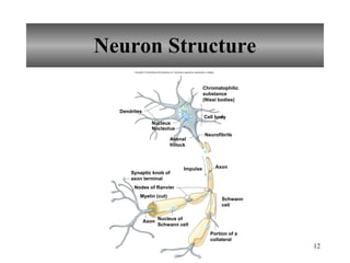 Chapter 10 Nervous System I - Basic Structure and Function | PPT