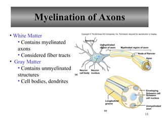 Chapter 10 Nervous System I - Basic Structure and Function | PPT