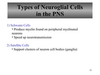 Chapter 10 Nervous System I - Basic Structure and Function | PPT