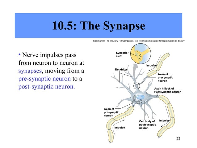 Chapter 10 Nervous System I - Basic Structure and Function | PPT