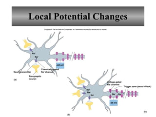 Chapter 10 Nervous System I - Basic Structure and Function | PPT