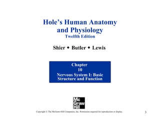 Chapter 10 Nervous System I - Basic Structure and Function | PPT