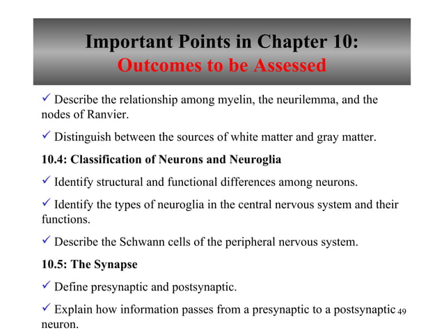 Chapter 10 Nervous System I - Basic Structure and Function | PPT
