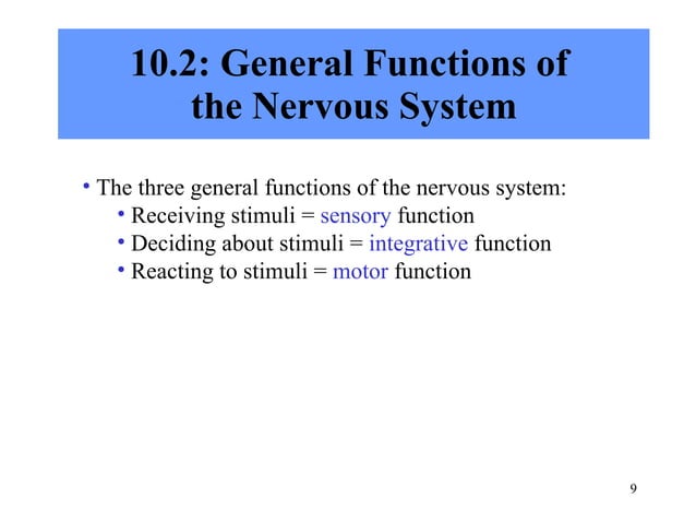 Chapter 10 Nervous System I - Basic Structure and Function | PPT