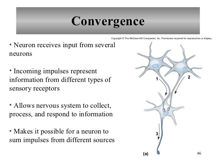 Chapter 10 Nervous System I - Basic Structure and Function