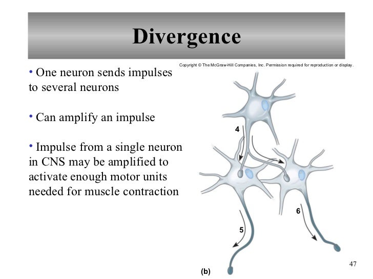 Chapter 10 Nervous System I - Basic Structure and Function