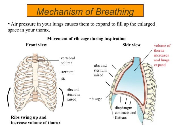 Chapter 10 respiration