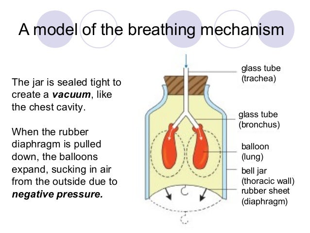 Chapter 10 Respiration Chapter 10 Respiration