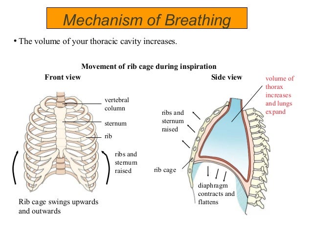 Chapter 10 respiration