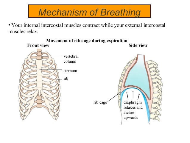 Chapter 10 respiration