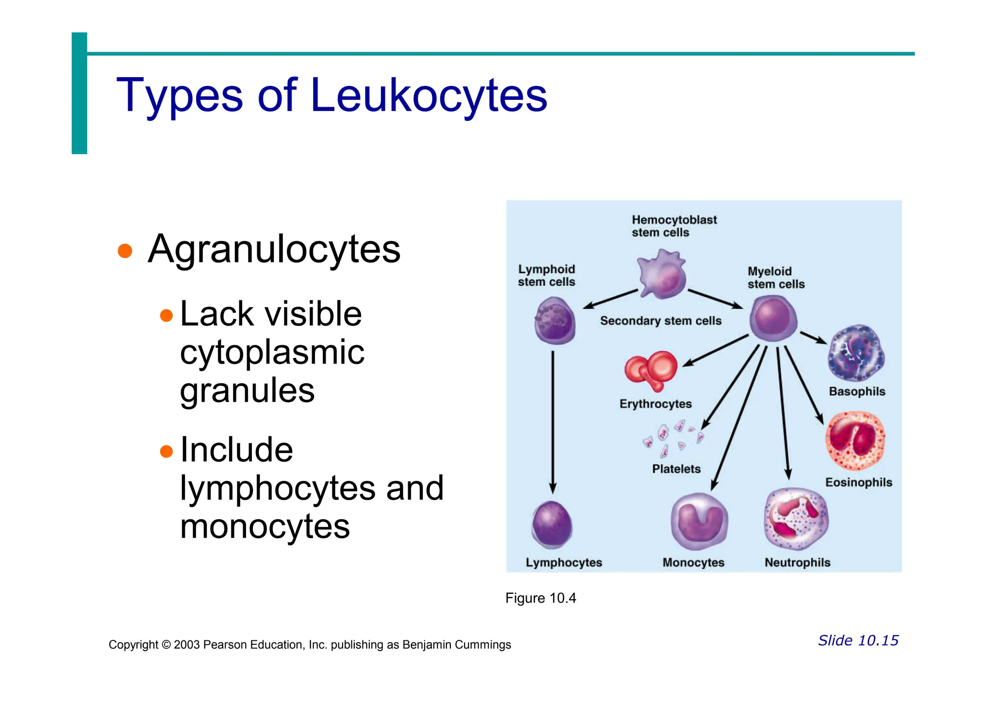 Chapter 10 blood ppt.pdf