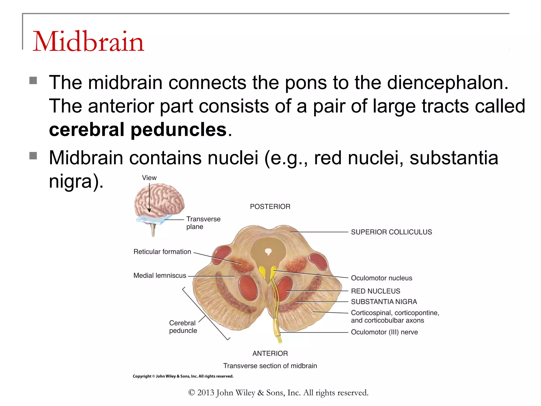 Chapter 10 central nervous system, spinal nerves, and cranial nerves | PPT