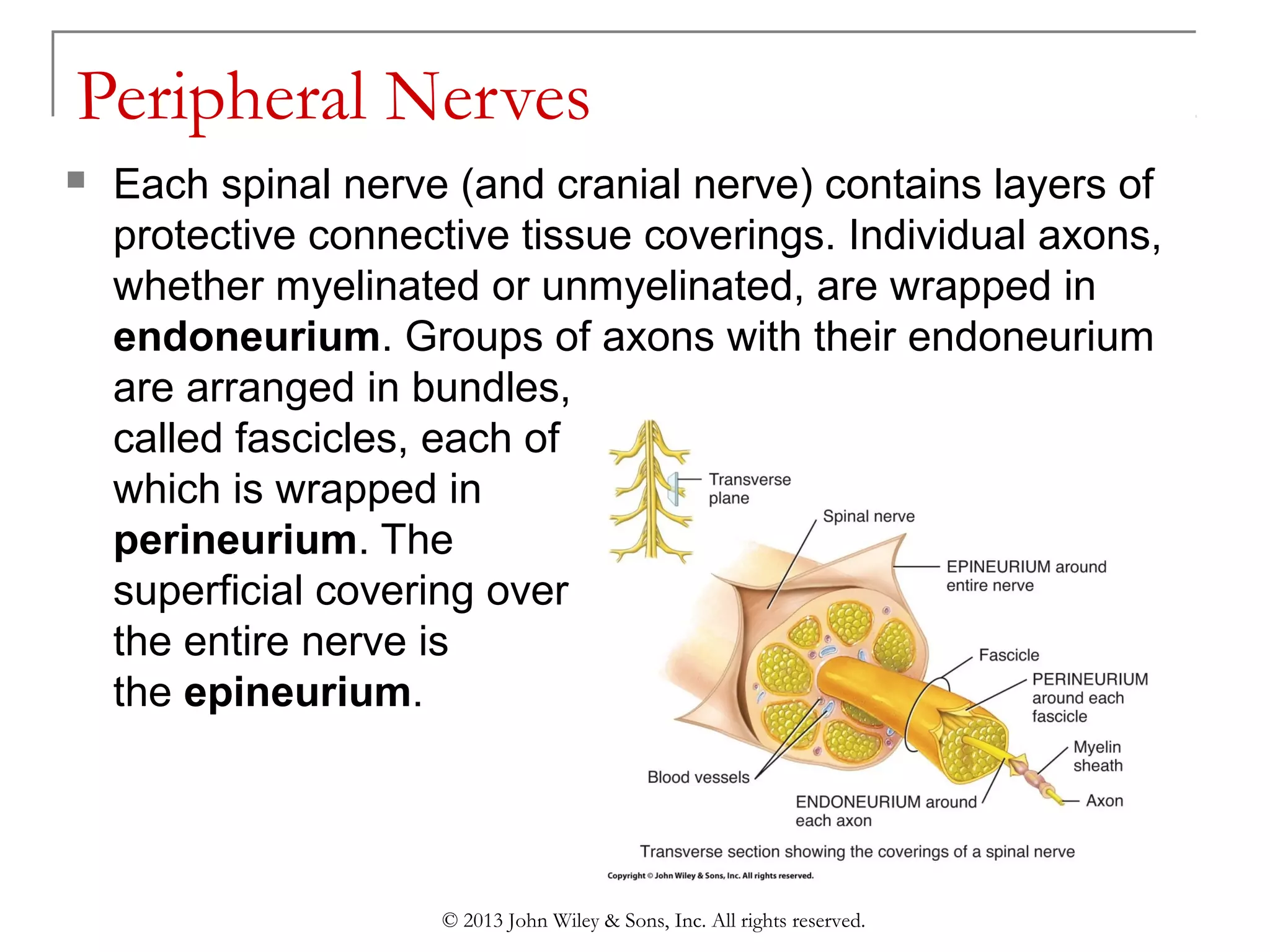 Chapter 10 central nervous system, spinal nerves, and cranial nerves | PPT
