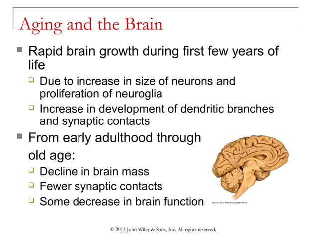Chapter 10 central nervous system, spinal nerves, and cranial nerves | PPT