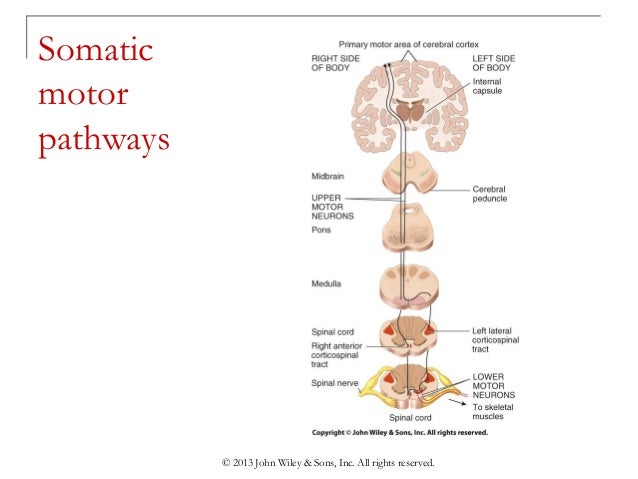 Chapter 10 central nervous system, spinal nerves, and cranial nerves