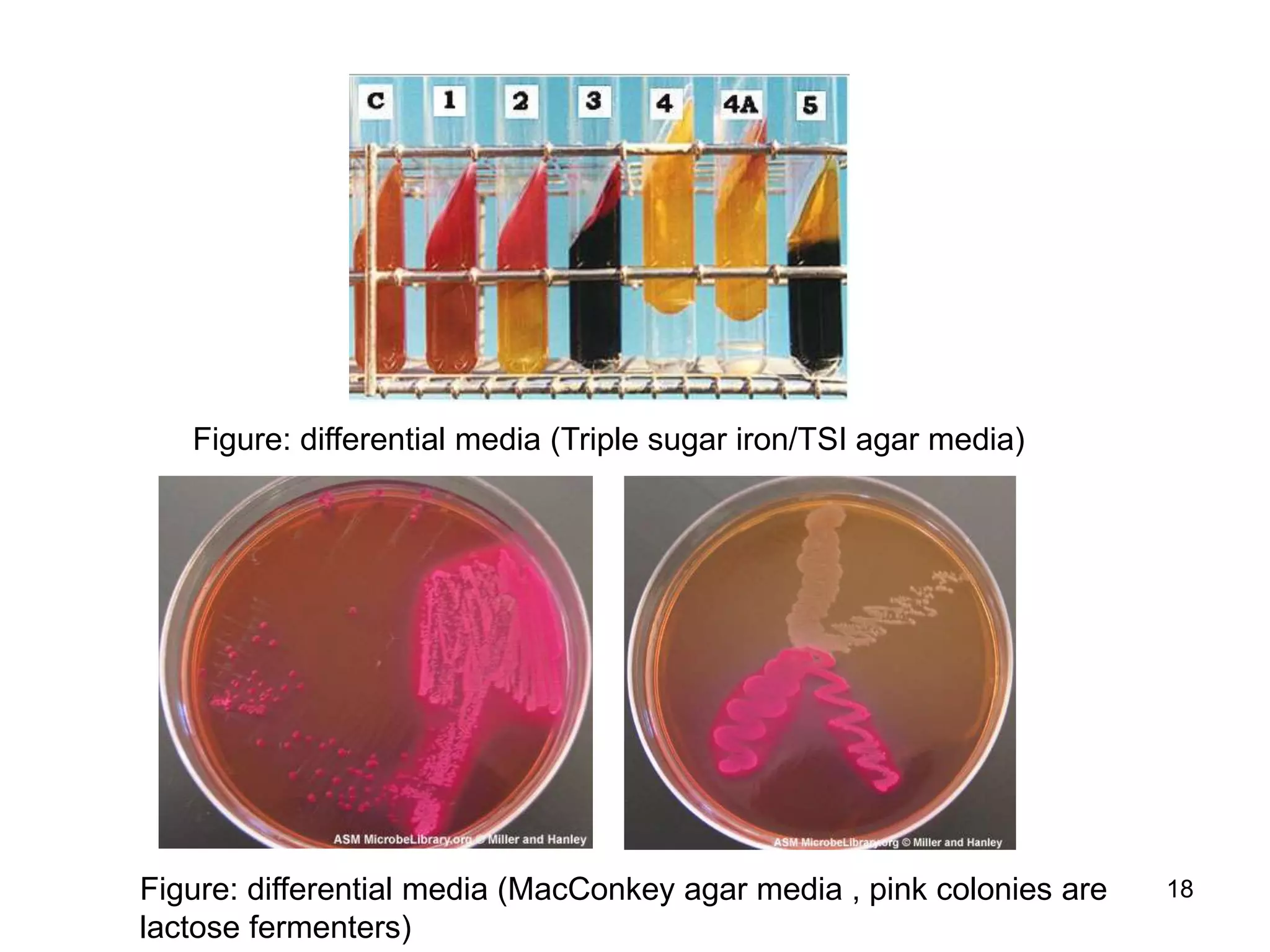 Chapter 10 Culture media preparation, inoculation.ppt