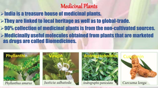 Chapter 10 economically useful plants and entrepreneurial botany | PPTX