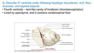 Chapter 10 Fourth Ventricle anatNew.pptx