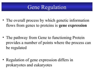 Chapter 10 Gene Regulation in Human Chromosomes | PPT