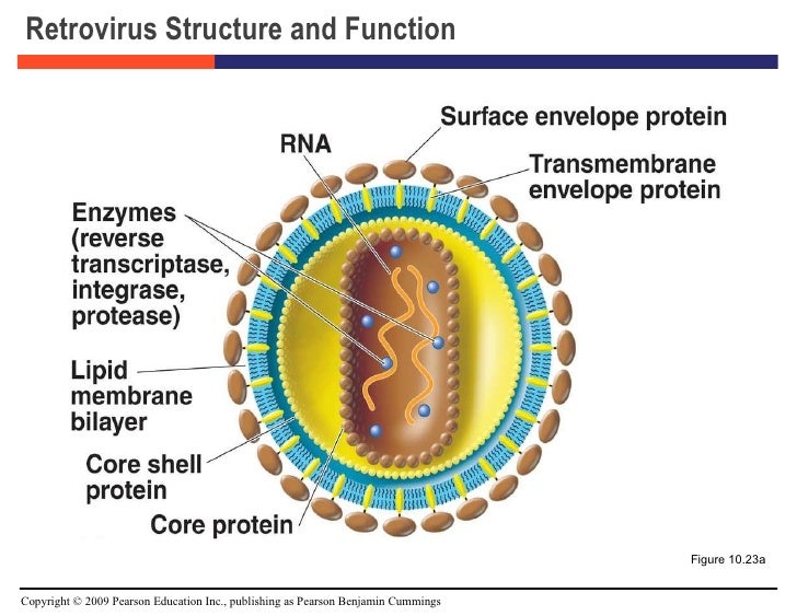 Example Image Retrovirus Diagram