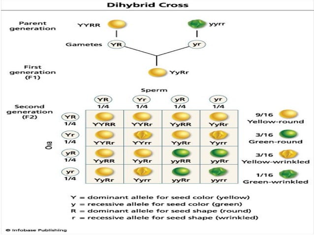 CHAPTER 10 GREGOR mendel BIOLOGY FORM 5.ppt