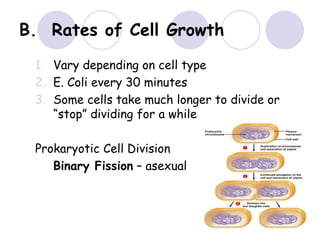 Chapter 10_mitosisNB.ppt | Biological Sciences | Science
