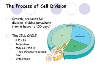 Chapter 10_mitosisNB.ppt | Biological Sciences | Science