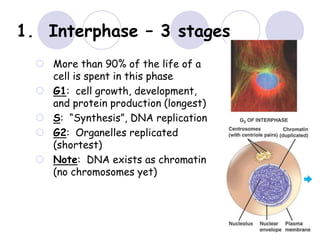 Chapter 10_mitosisNB.ppt | Biological Sciences | Science