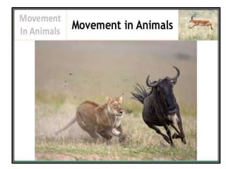 Chapter 10 movement inanimals | PPT