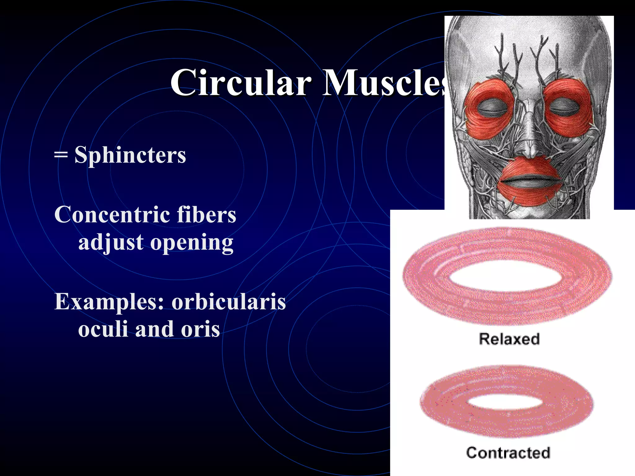 Chapter10 muscletissuemarieb | PPT