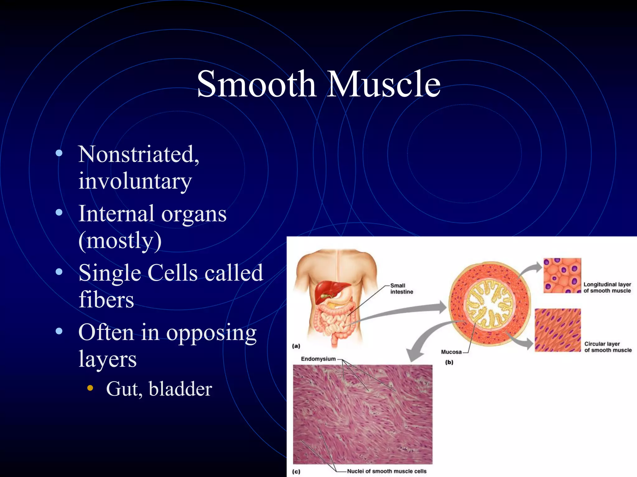 Chapter10 muscletissuemarieb | PDF