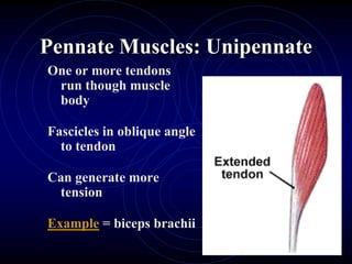 Chapter10 muscletissuemarieb | PDF