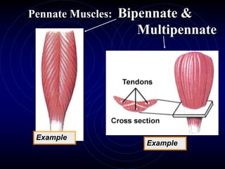 Chapter10 muscletissuemarieb | PDF