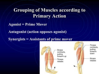 Chapter10 muscletissuemarieb | PDF
