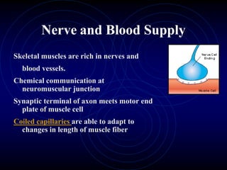 Chapter10 muscletissuemarieb | PDF