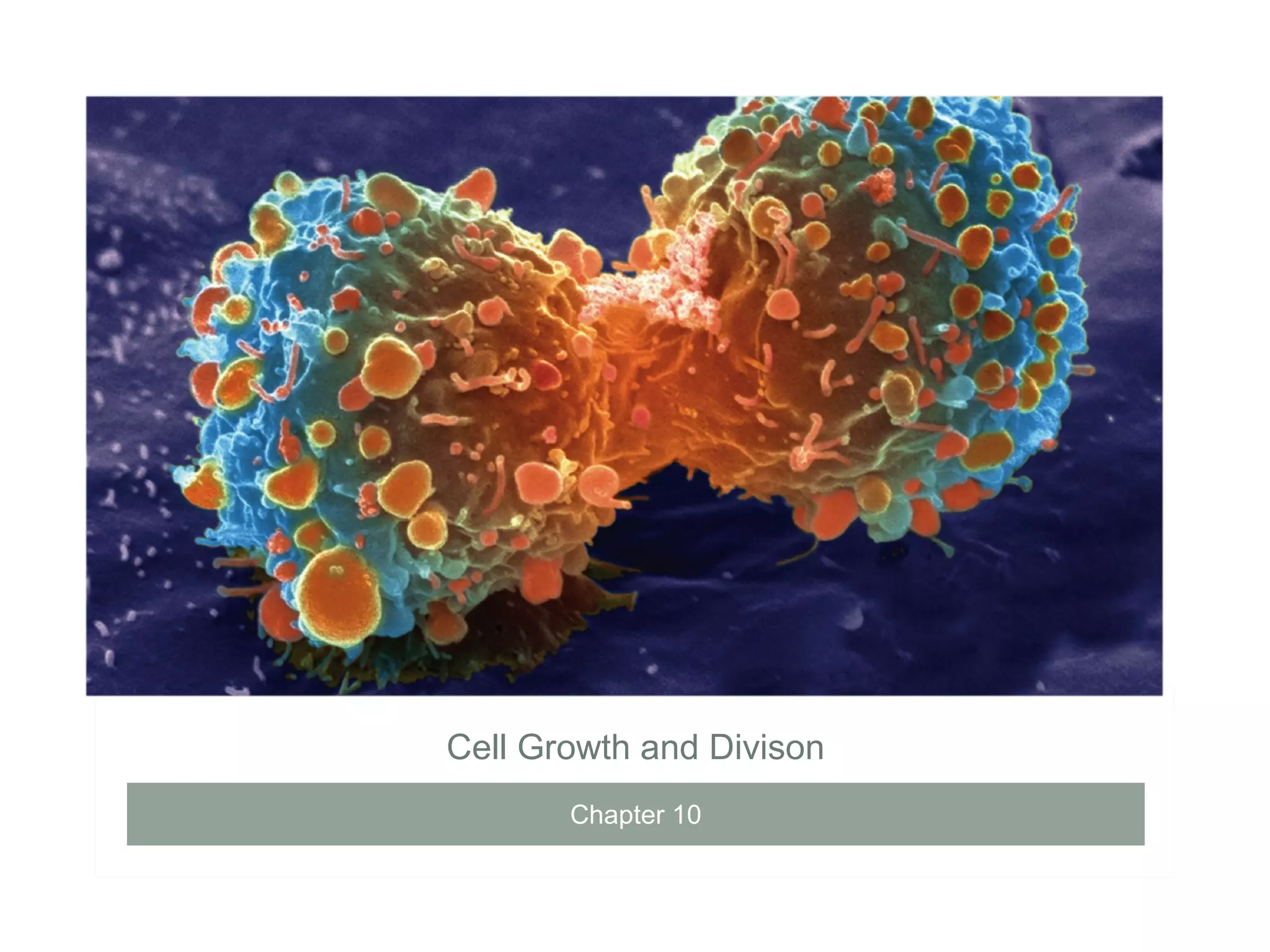 Chapter 10 notes - Cell Growth and Division | PPT