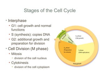 Chapter 10 notes - Cell Growth and Division | PPT