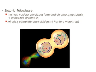 Chapter 10 notes - Cell Growth and Division | PPT