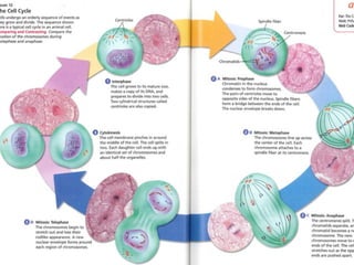 Chapter 10 notes - Cell Growth and Division | PPT