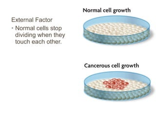 Chapter 10 notes - Cell Growth and Division | PPT
