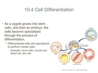 Chapter 10 notes - Cell Growth and Division | PPT