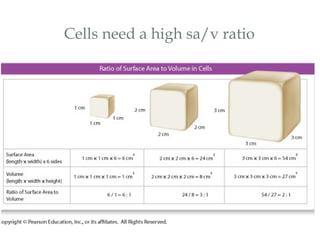Chapter 10 notes - Cell Growth and Division | PPT