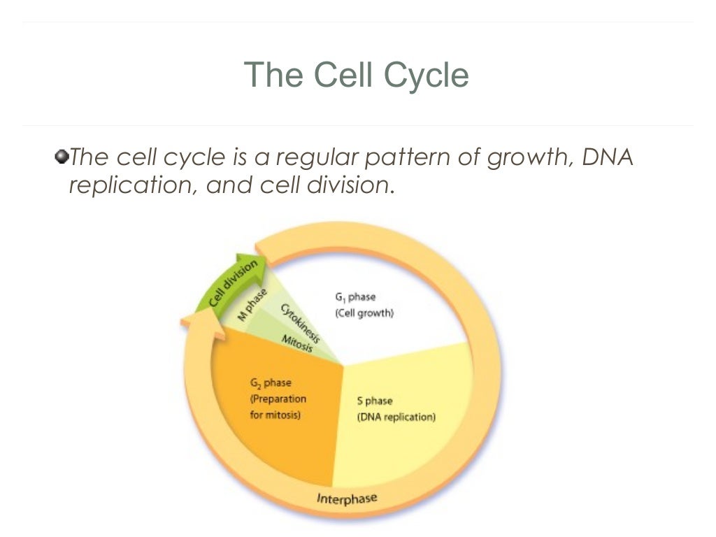 Chapter 10 Notes Cell Growth And Division chapter-10-notes-cell-growth-and-division