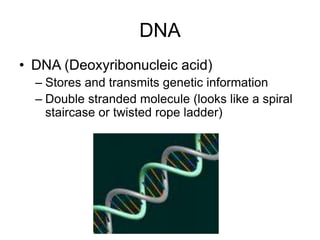 Chapter_10_Nucleic_Acids and protein.ppt