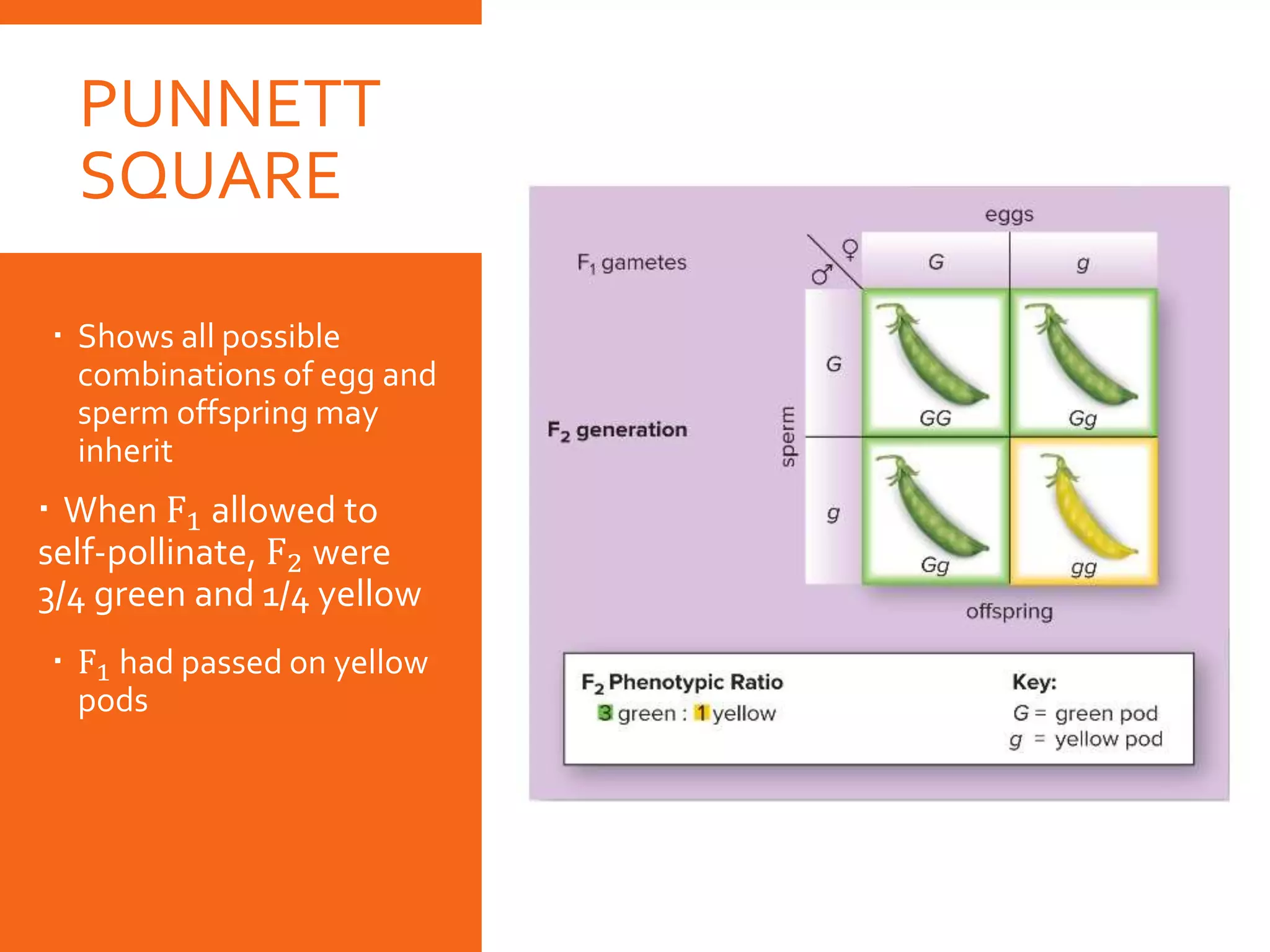 Chapter 10 Patterns of Inheritance | PPTX