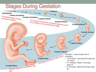 Chapter 10 presentation | PPT