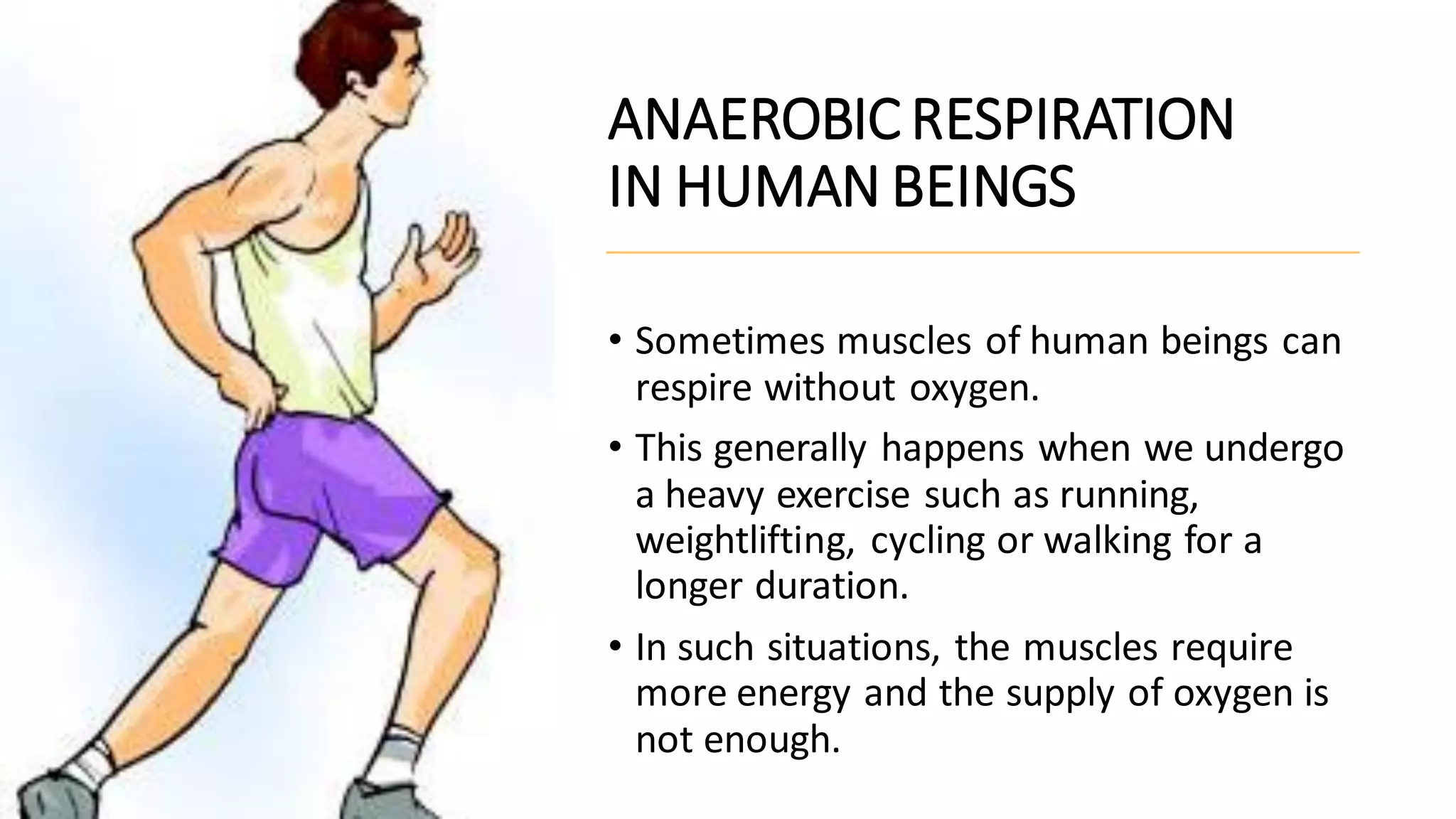 Chapter - 10, Respiration in Organisms, Science, Class 7 | PDF